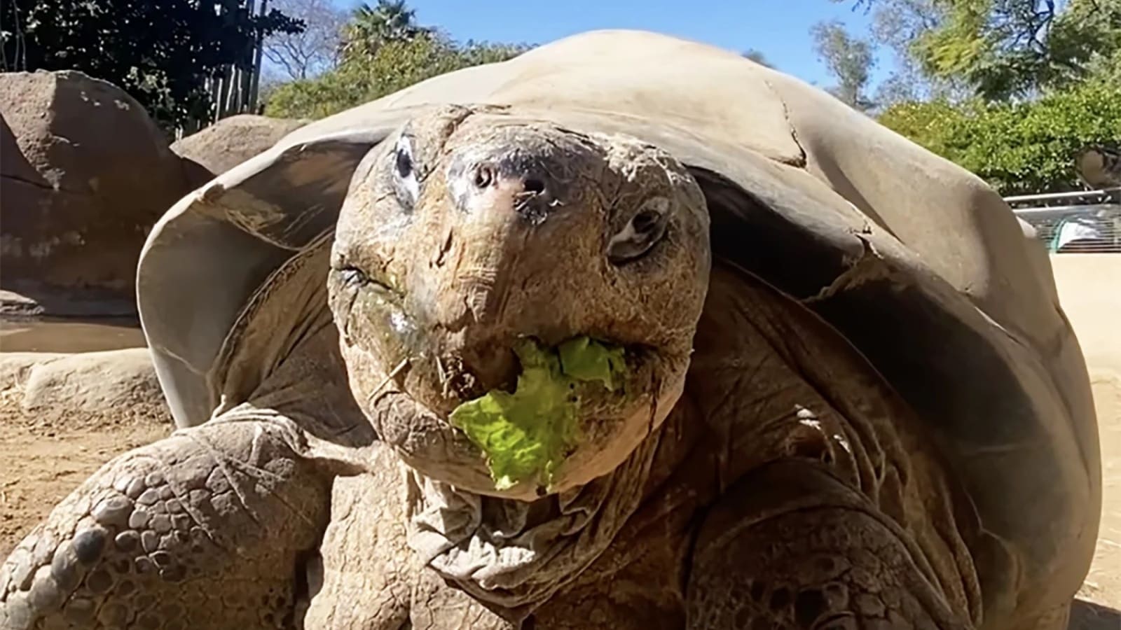 Tortoise Gramma, who lived for 141 years, dies; here’s the secret ...