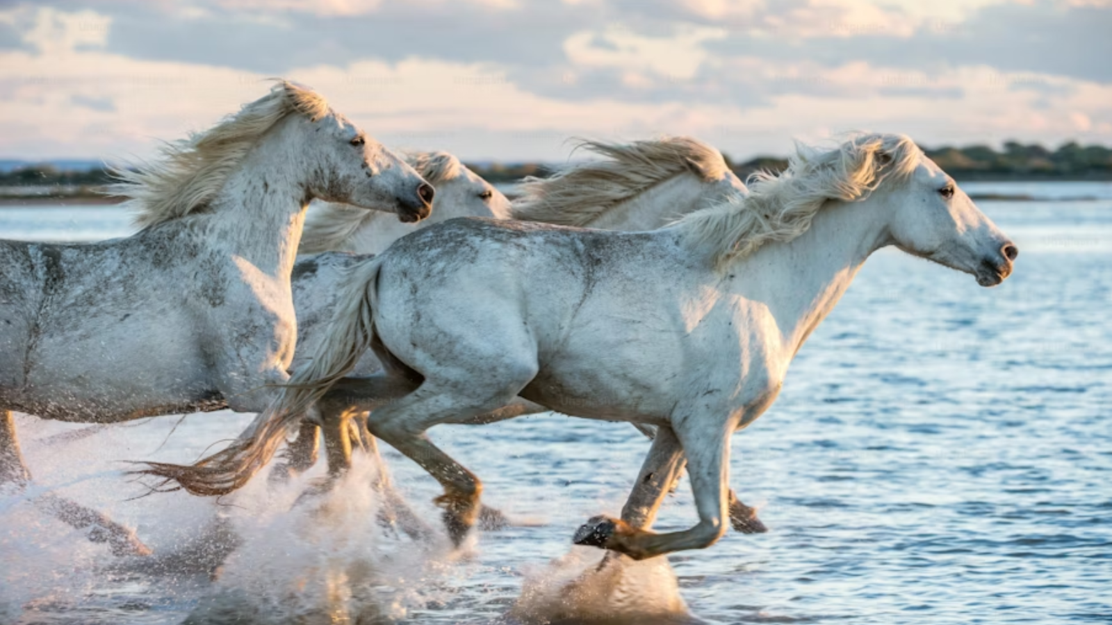 6 unique horse breeds found around the world | Lifestyle Gallery News ...