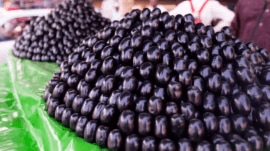 Latest News on Jamun: Get Jamun News Updates along with Photos, Videos ...