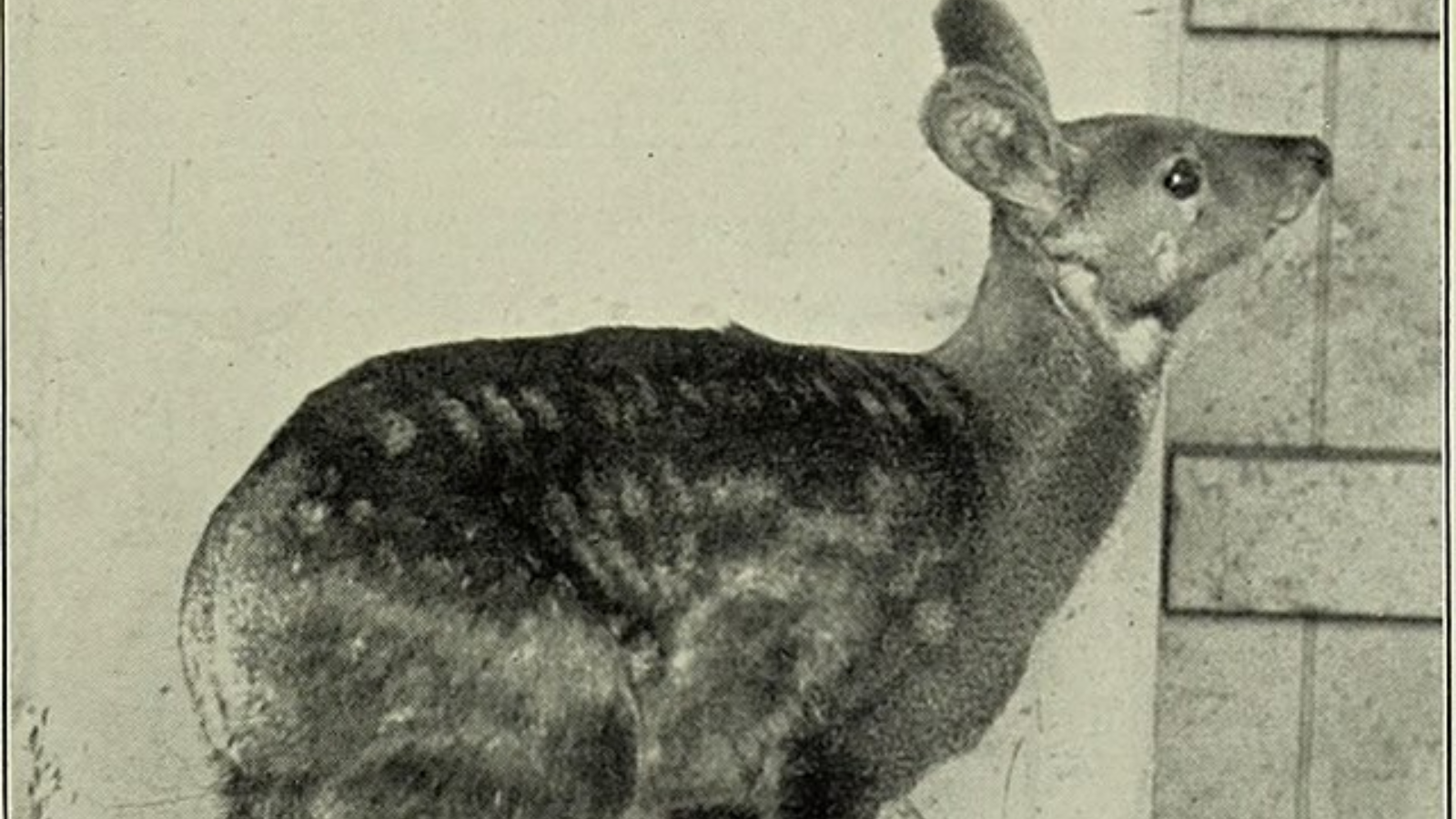 Meet the Himalayan Musk Deer, spotted in Bengal after 55 years ...