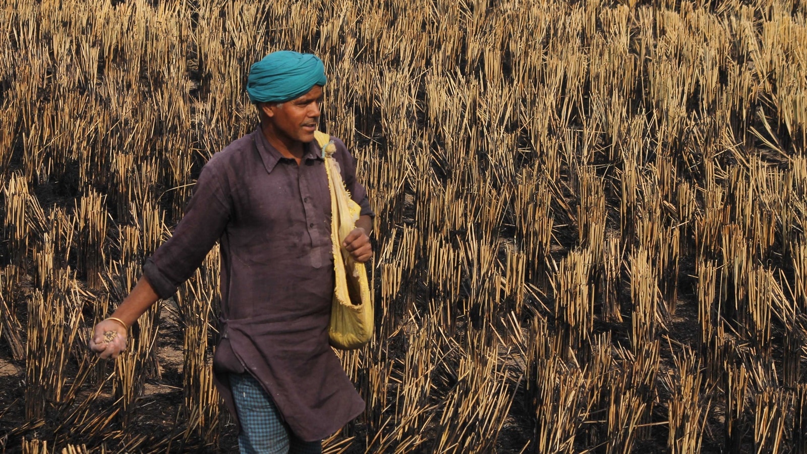 Rs 30 lakh fine, jail in draft Bill to curb sale of low-quality seeds ...