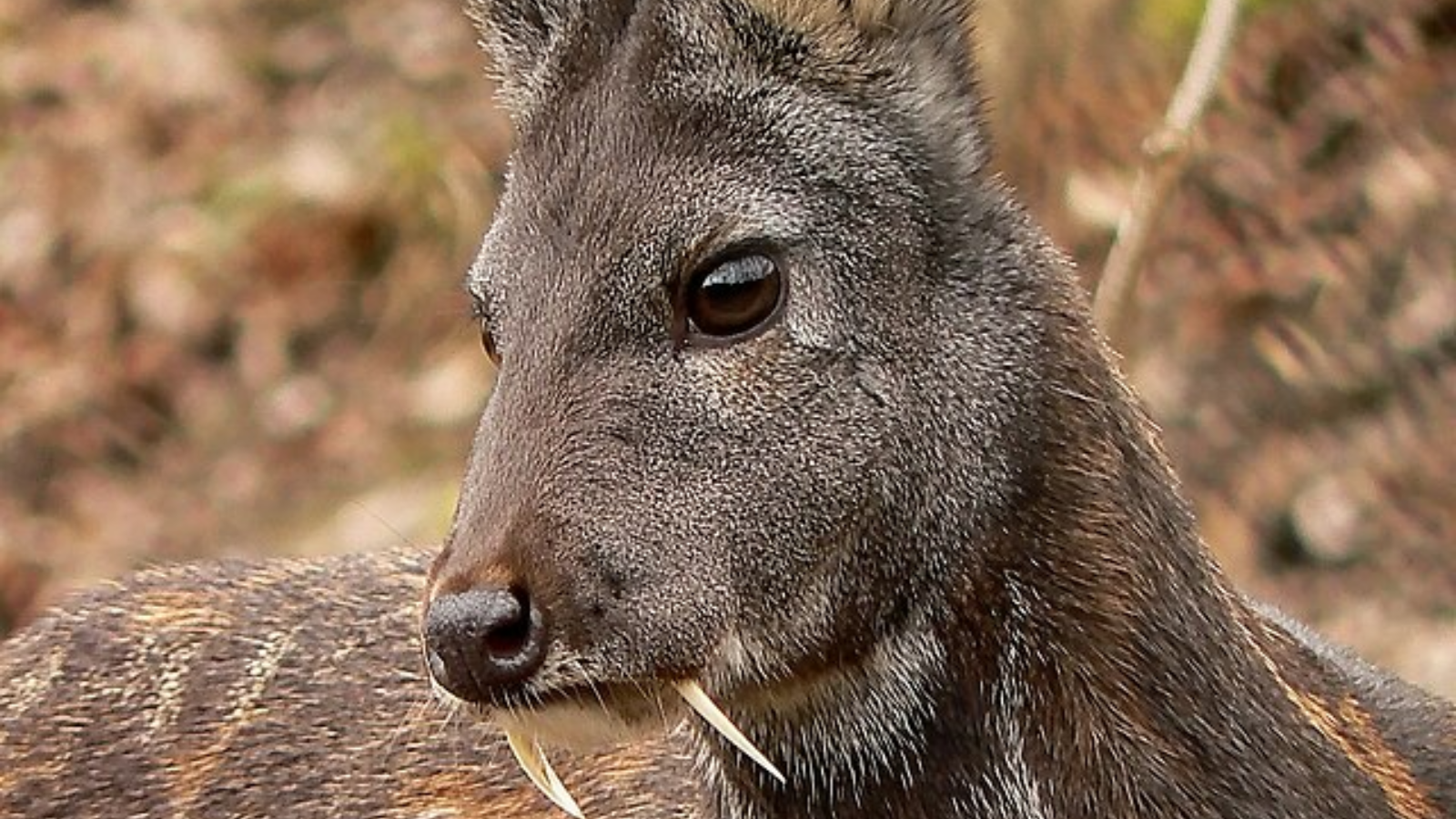 Himalayan Musk Deer Spotted After 55 Years Aam 93 - Latest Photos ...