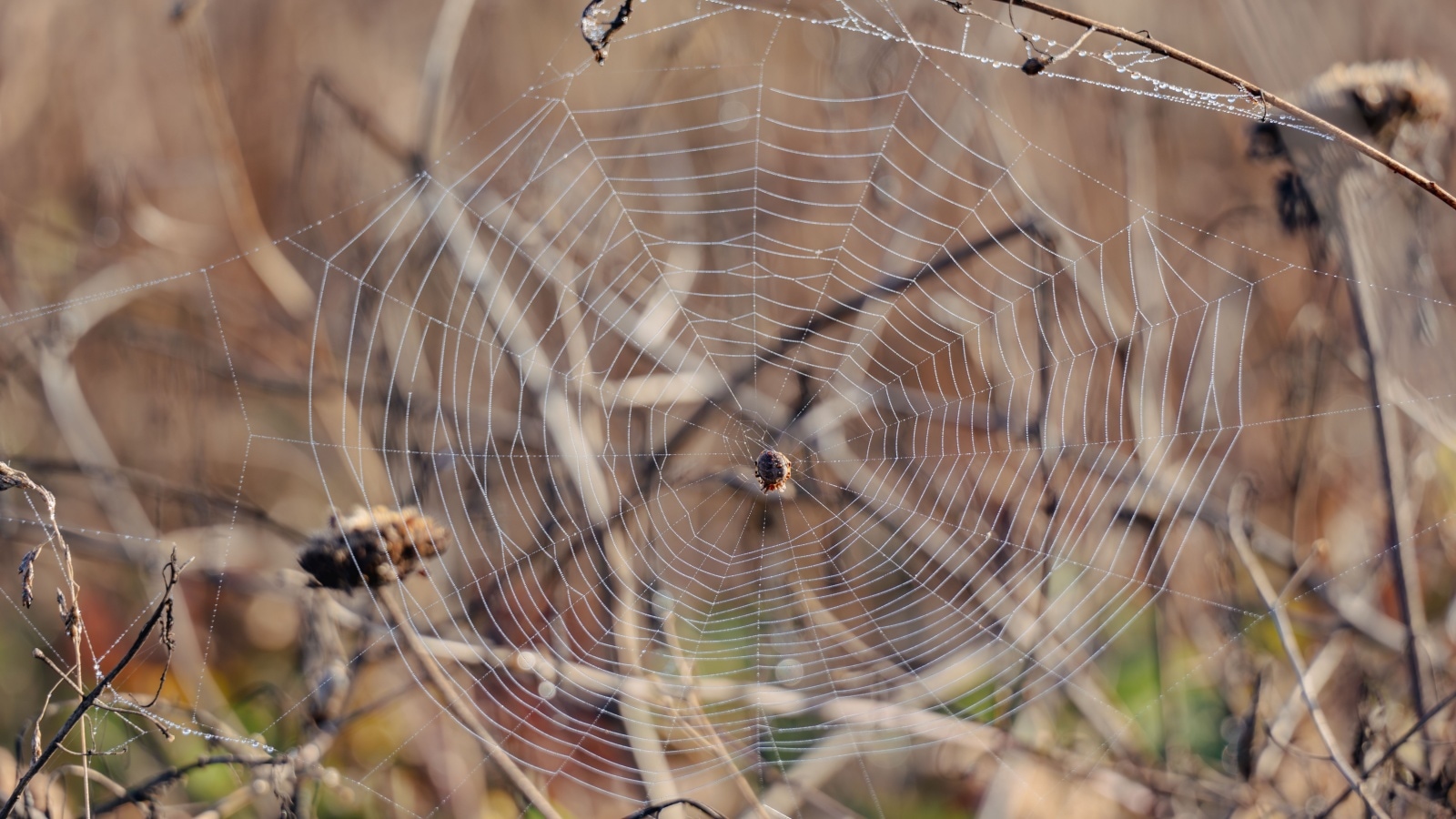 The world’s largest spider web — spread across roughly 1,140 square ...