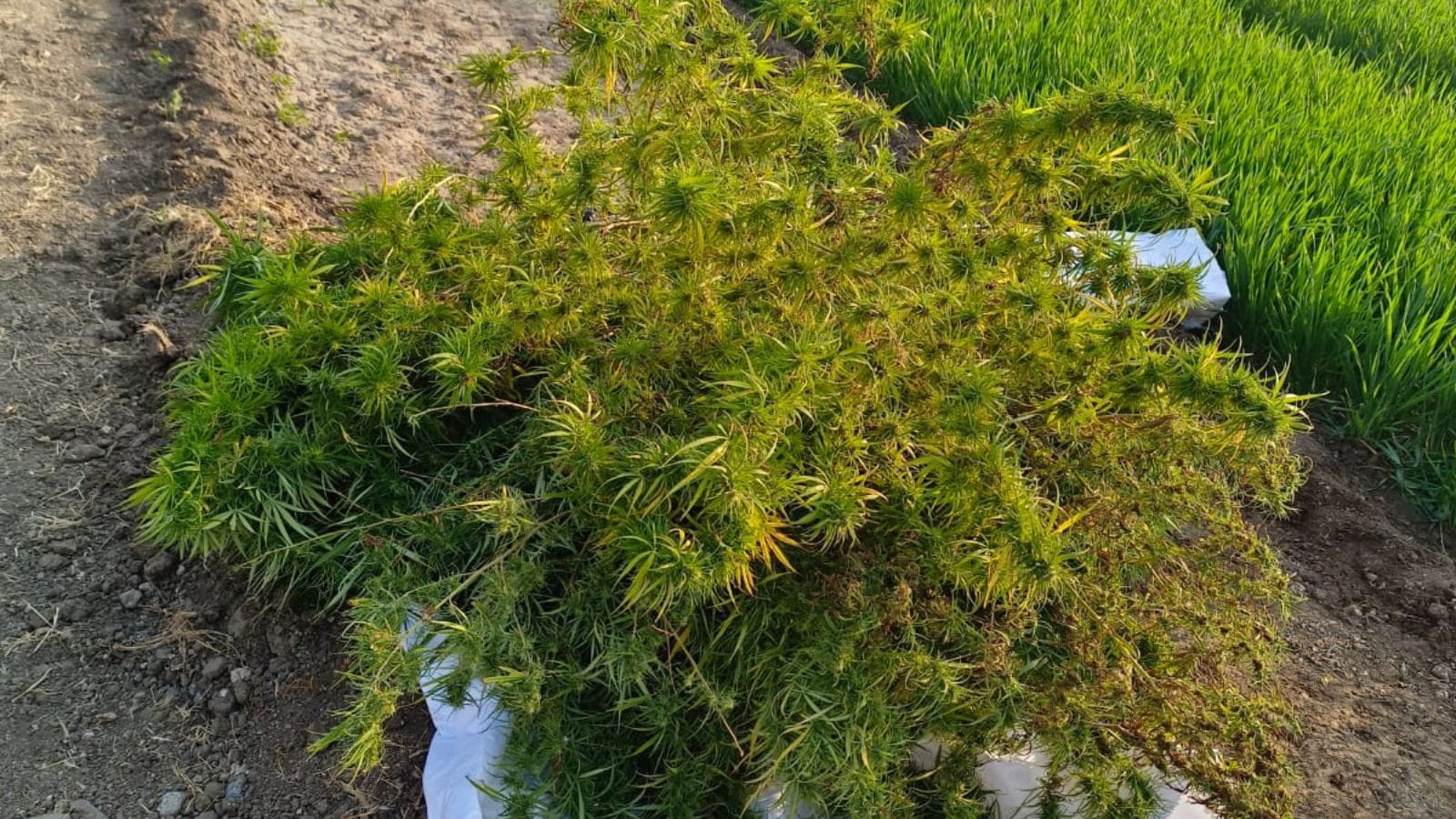 Ganja harvest season: Saurashtra under lens as Gujarat Police seize ...