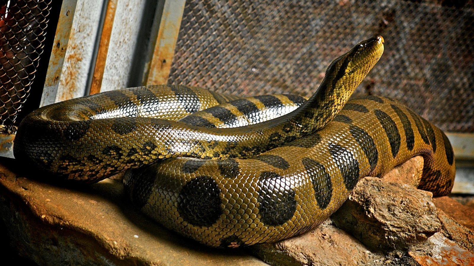 The mystery of how anacondas became giant 12 million years ago and ...