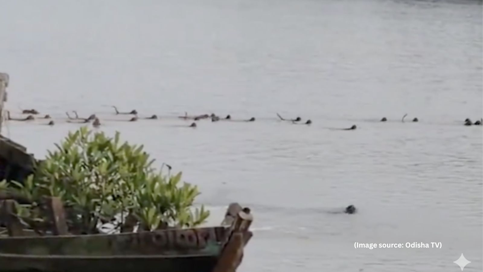 Monkeys swim across Odisha river to save companion from crocodile ...