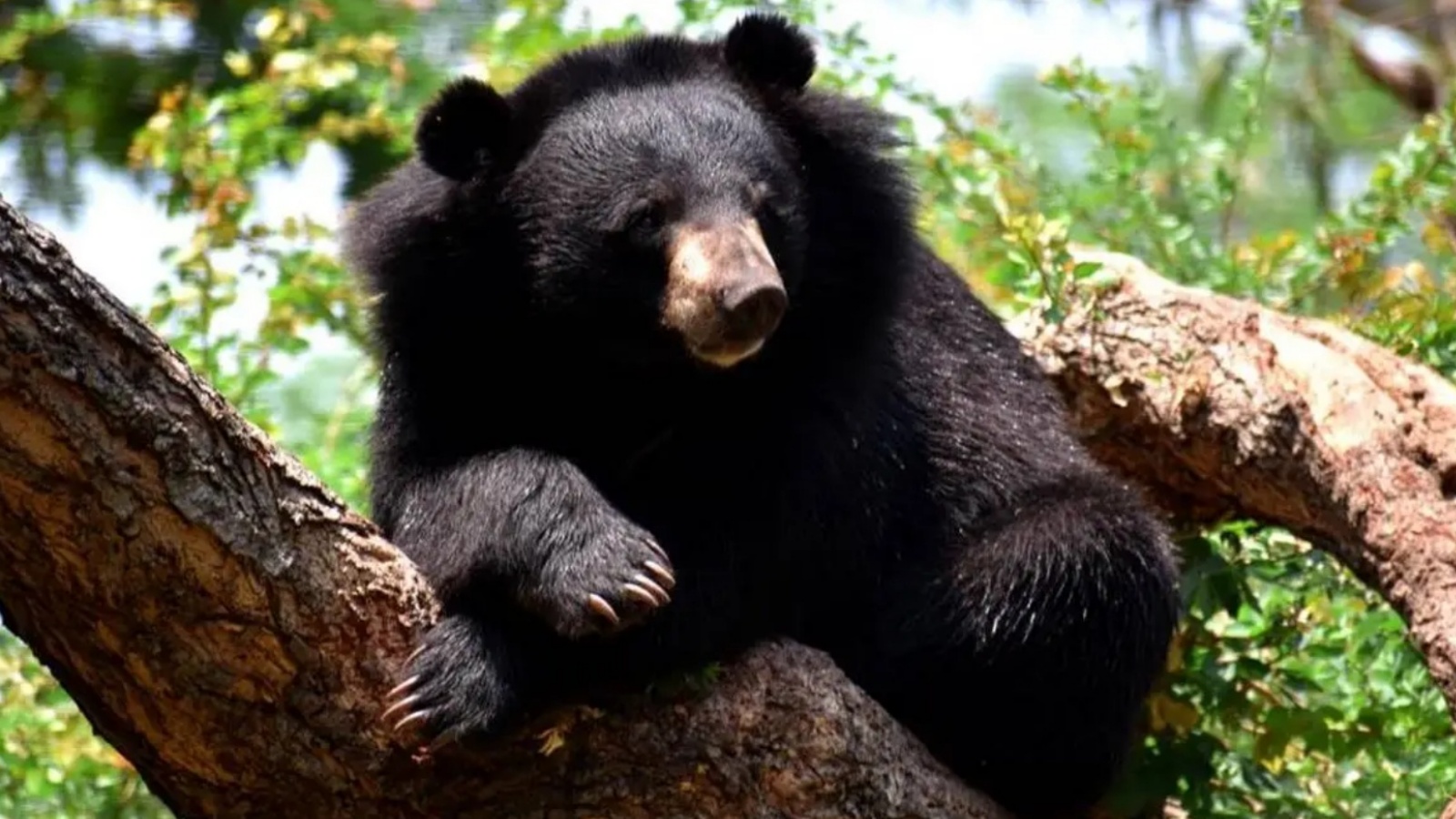 Srinagar’s black bears are on a campus tour, wildlife teams in pursuit ...