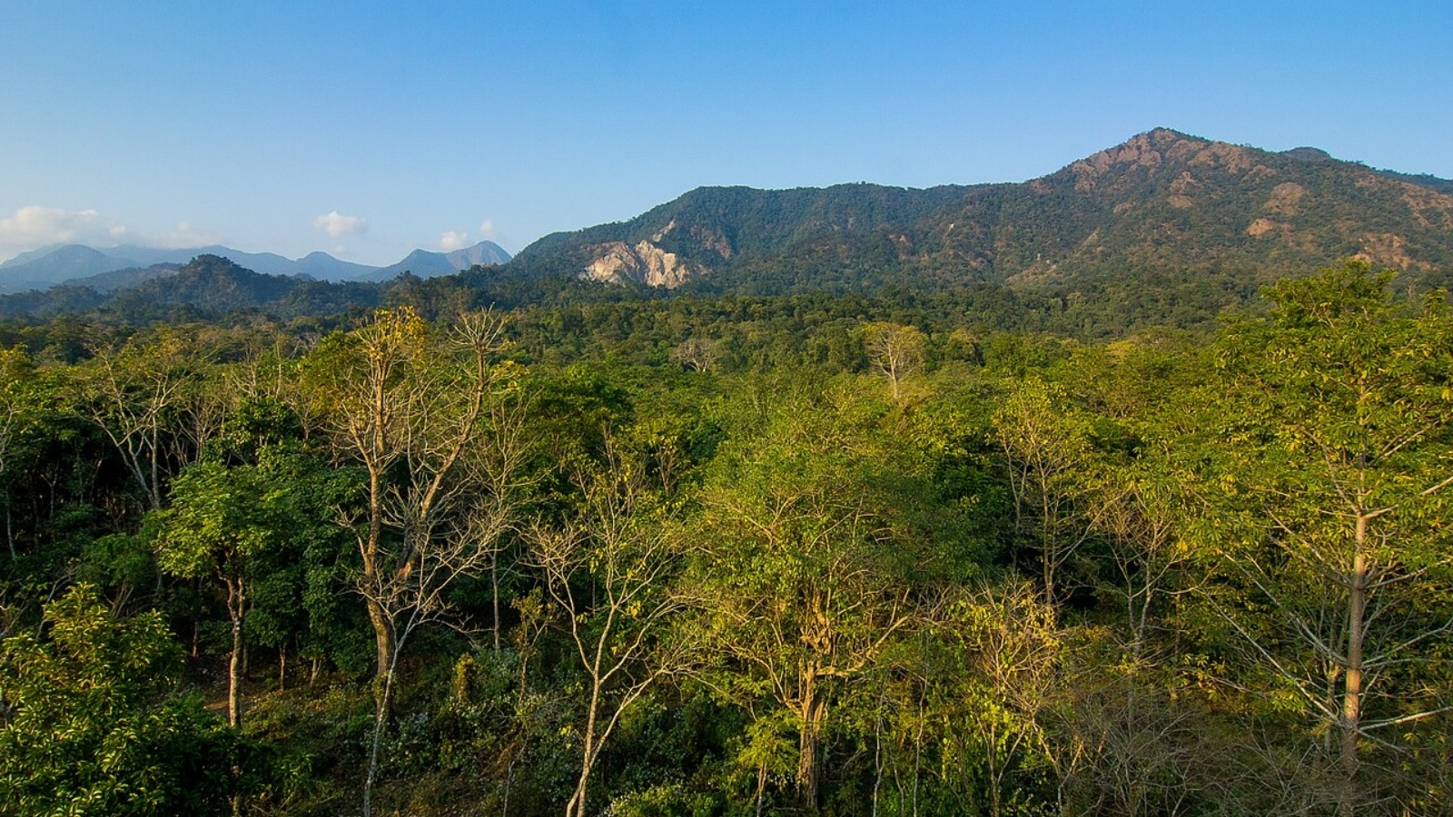 India's most beautiful forest canopies