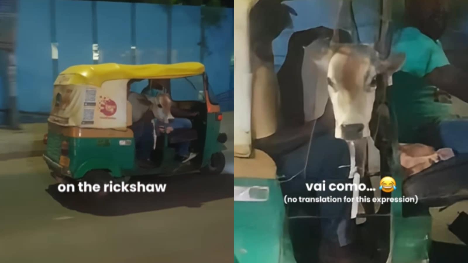 ‘India is very funny country’: Foreign traveller captures calf riding ...