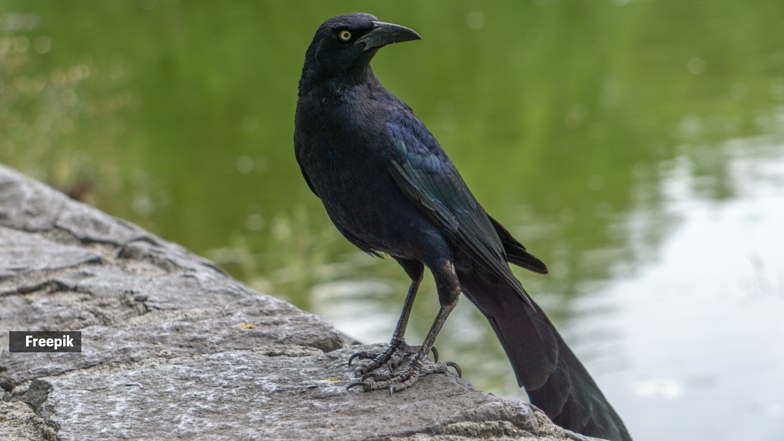 Why Indian crows are among the world’s most intelligent birds | Pets ...