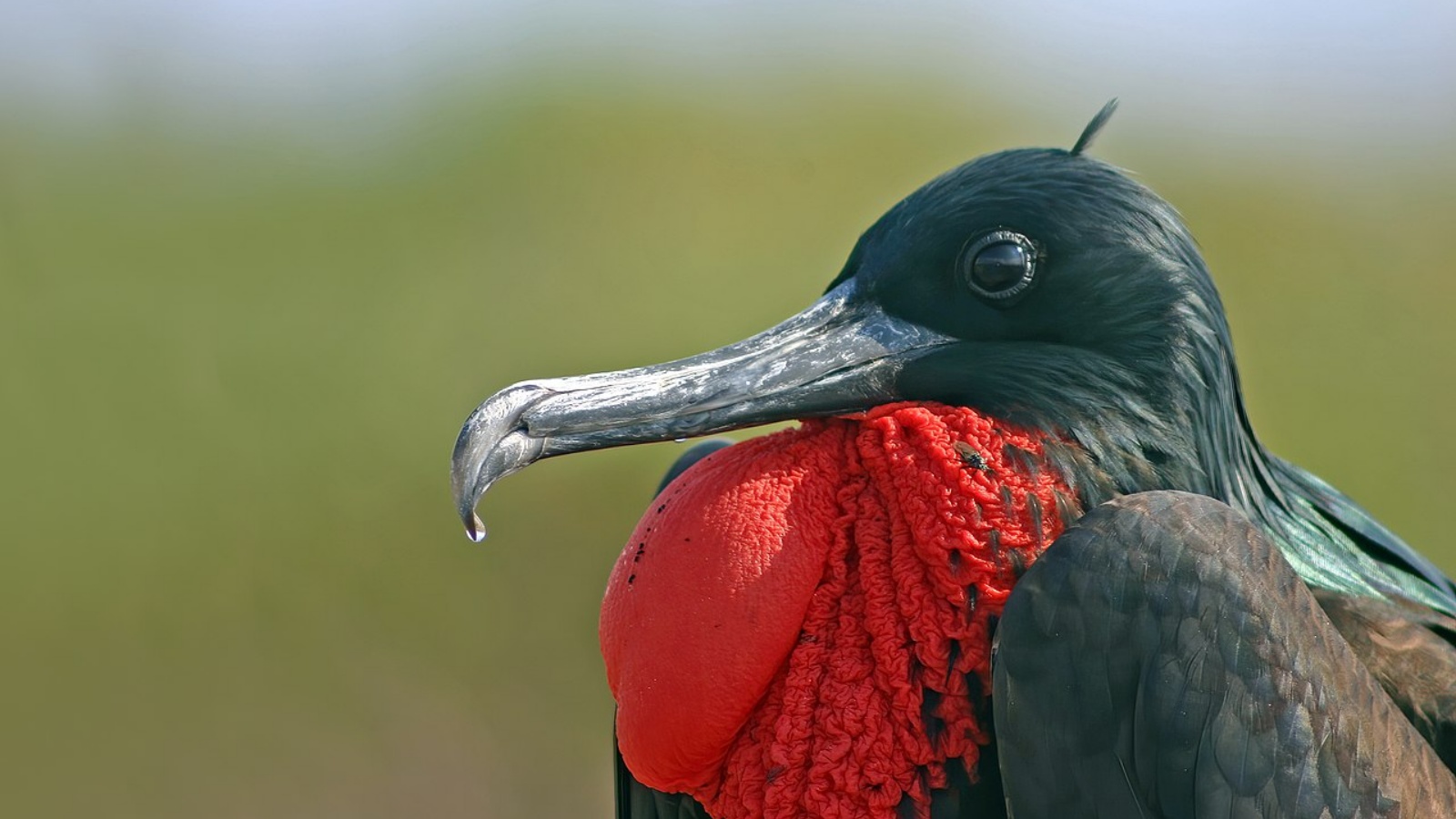 5 expert thieves of the animal kingdom | Pets-animals News - The Indian ...