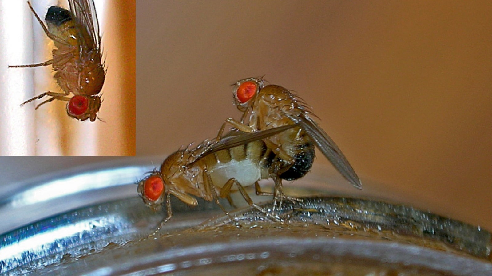 Not just humans: 3 animals known to get drunk in the wild | Pets ...