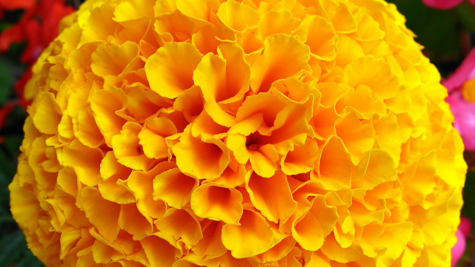 From Genda Phool to Dahlia: Indian flowers that add colours to the cold