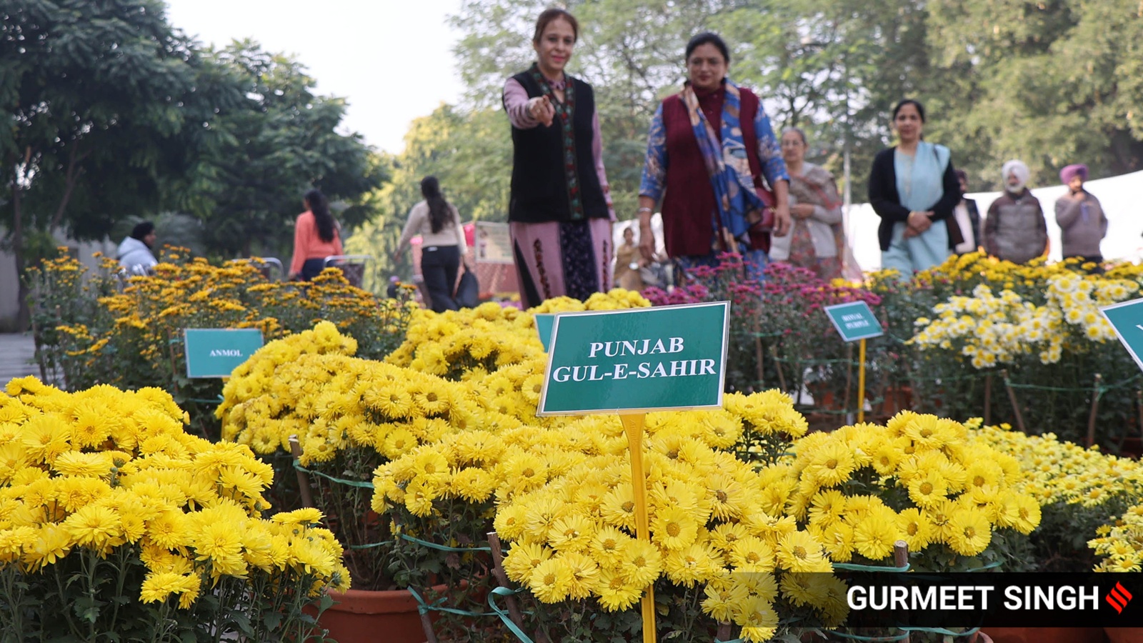 Sahir Ludhianvi immortalised in bloom: PAU names bright yellow ...