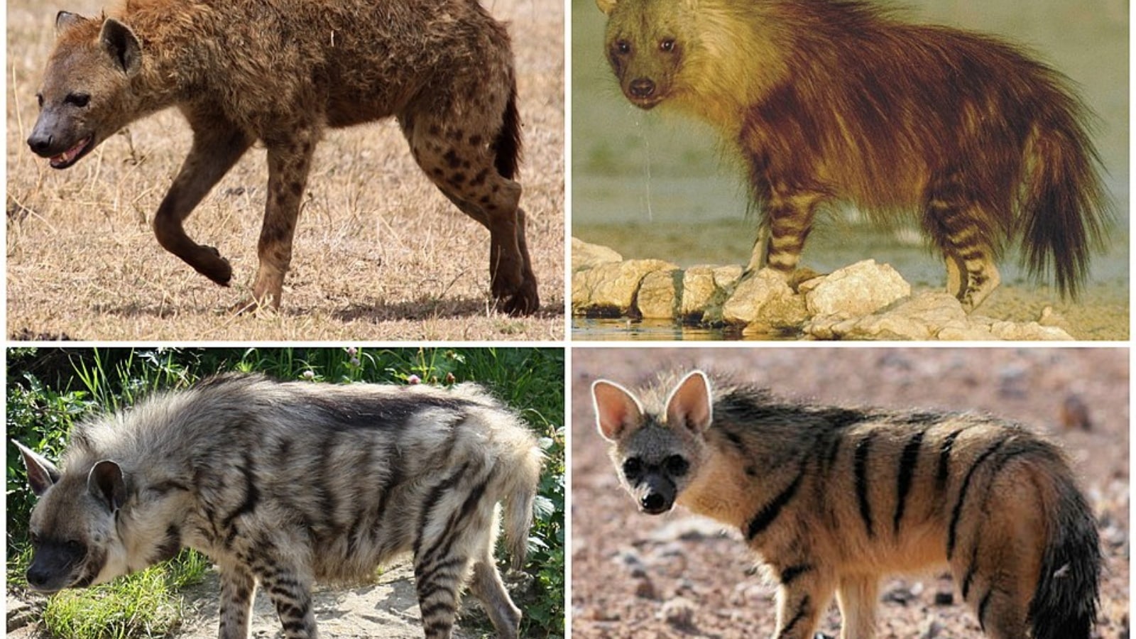 5 expert thieves of the animal kingdom | Pets-animals News - The Indian ...