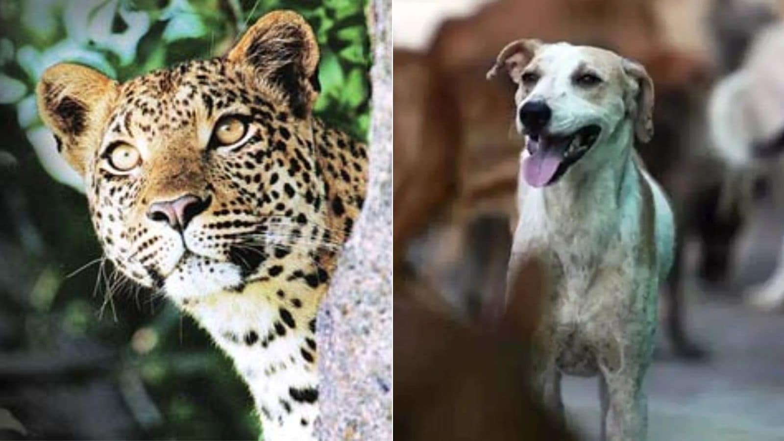 90k stray dogs in Mumbai; goats worth Rs 1 crore for leopards ...