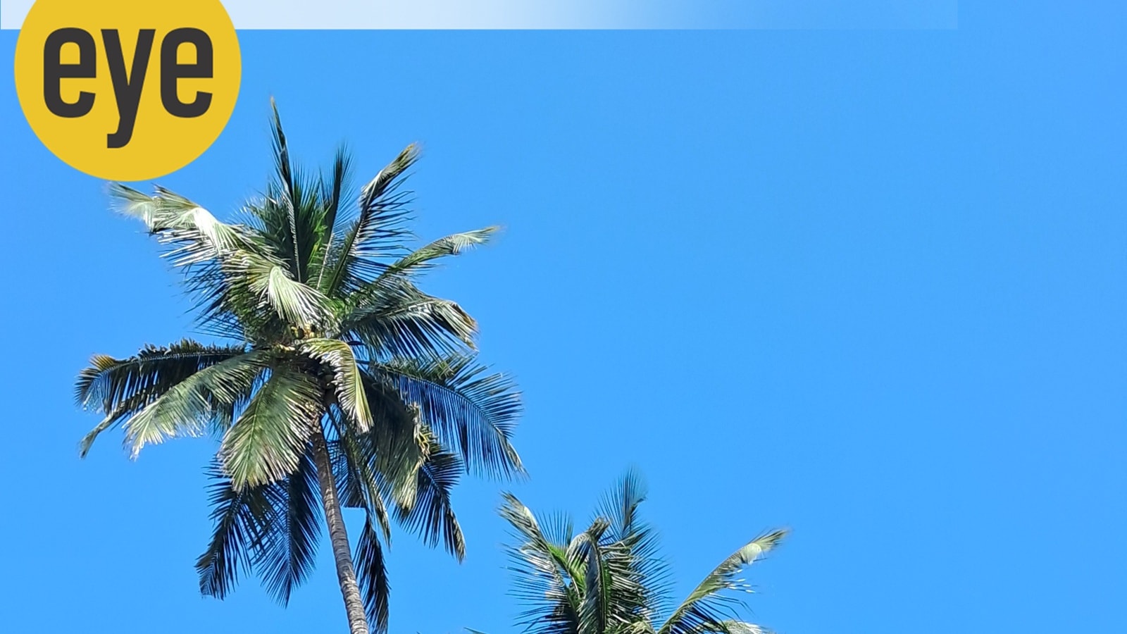 Why the coconut palm is nature’s most useful tree | Eye News - The ...