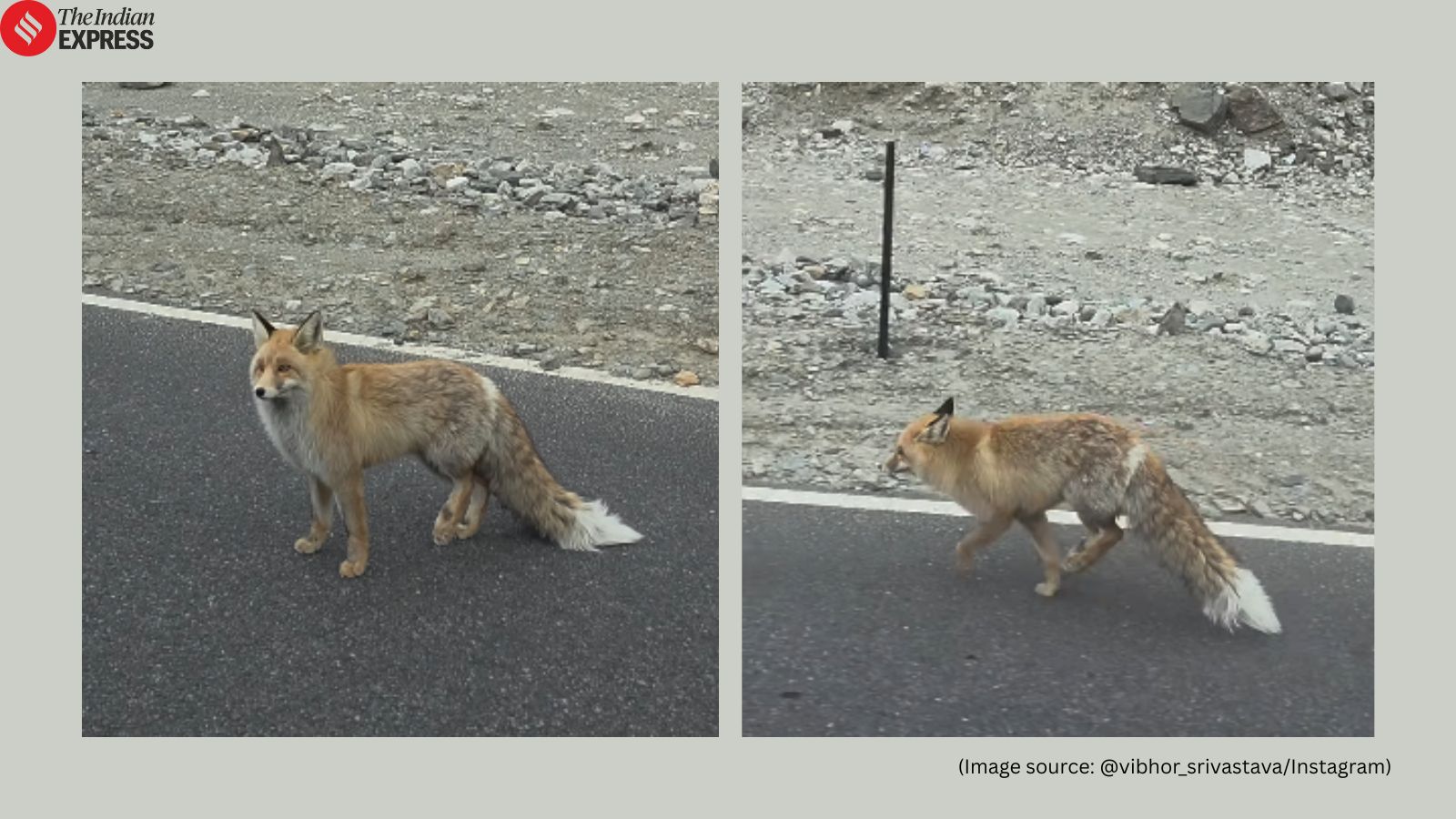 Tourists left ‘speechless’ as rare red fox appears near Pangong Tso ...