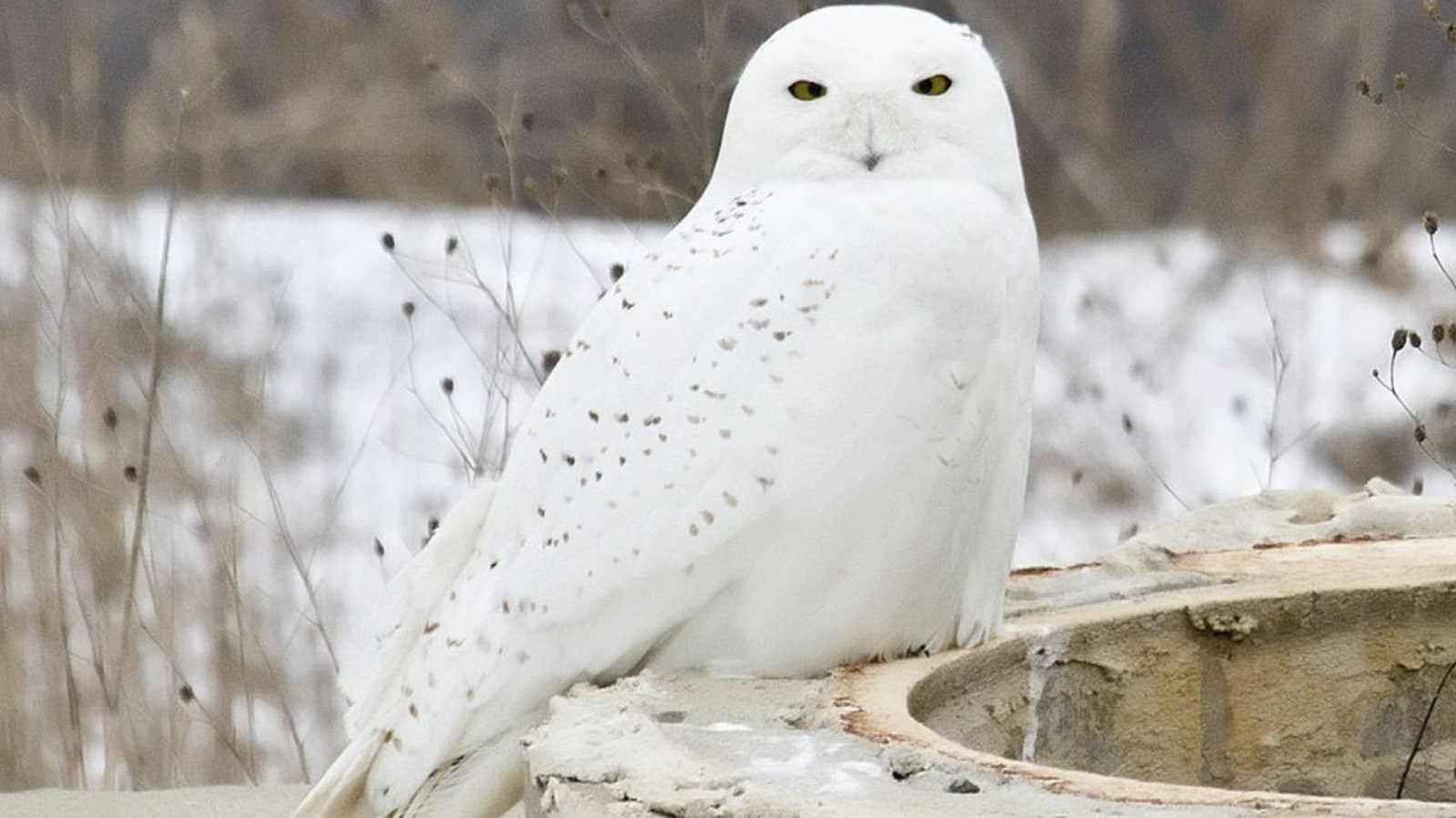 Arctic animals that disappear into the snow