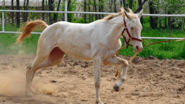Most expensive horse breeds | Lifestyle Gallery News - The Indian Express