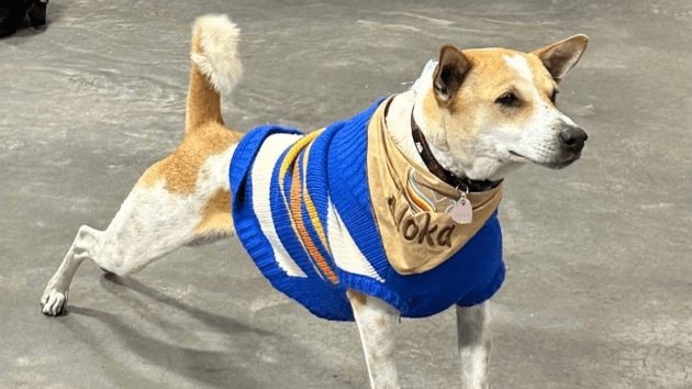 Aloka The Peace Dog: Meet the Indian stray Dog on the ‘Walk of Peace ...