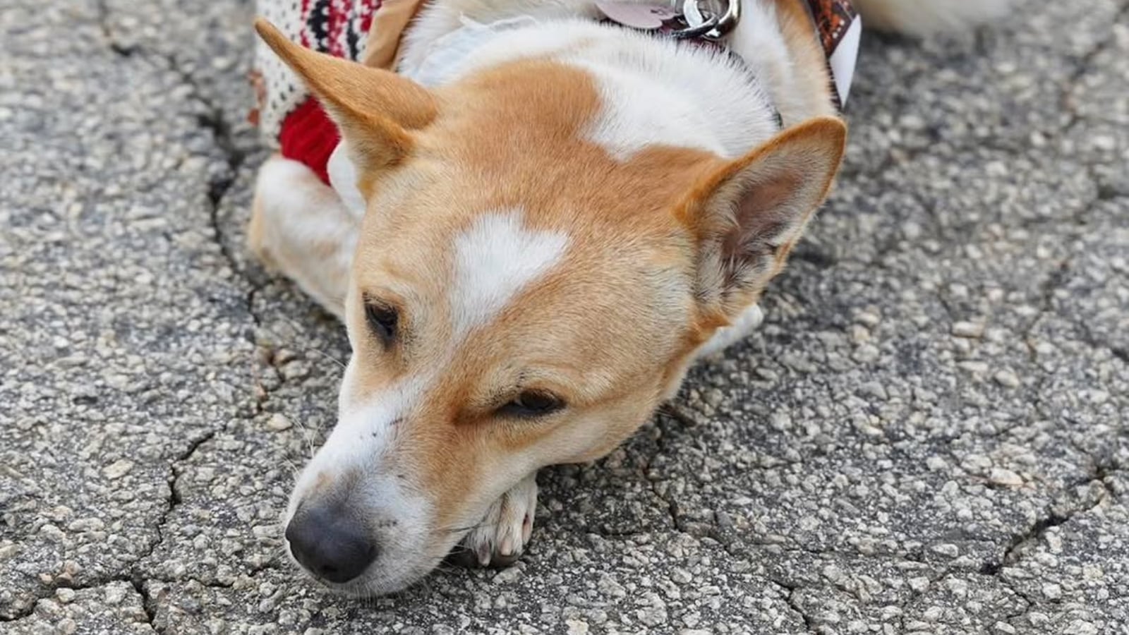 Aloka The Peace Dog: Meet the Indian stray Dog on the ‘Walk of Peace ...