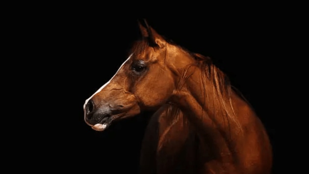 Most expensive horse breeds | Lifestyle Gallery News - The Indian Express