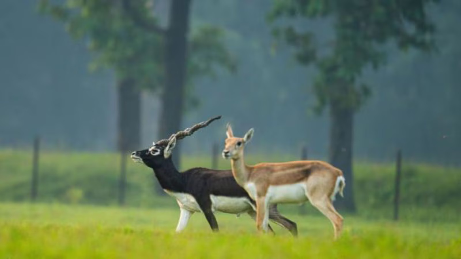 Four deer die due to bacterial infection at zoo in Karnataka’s ...