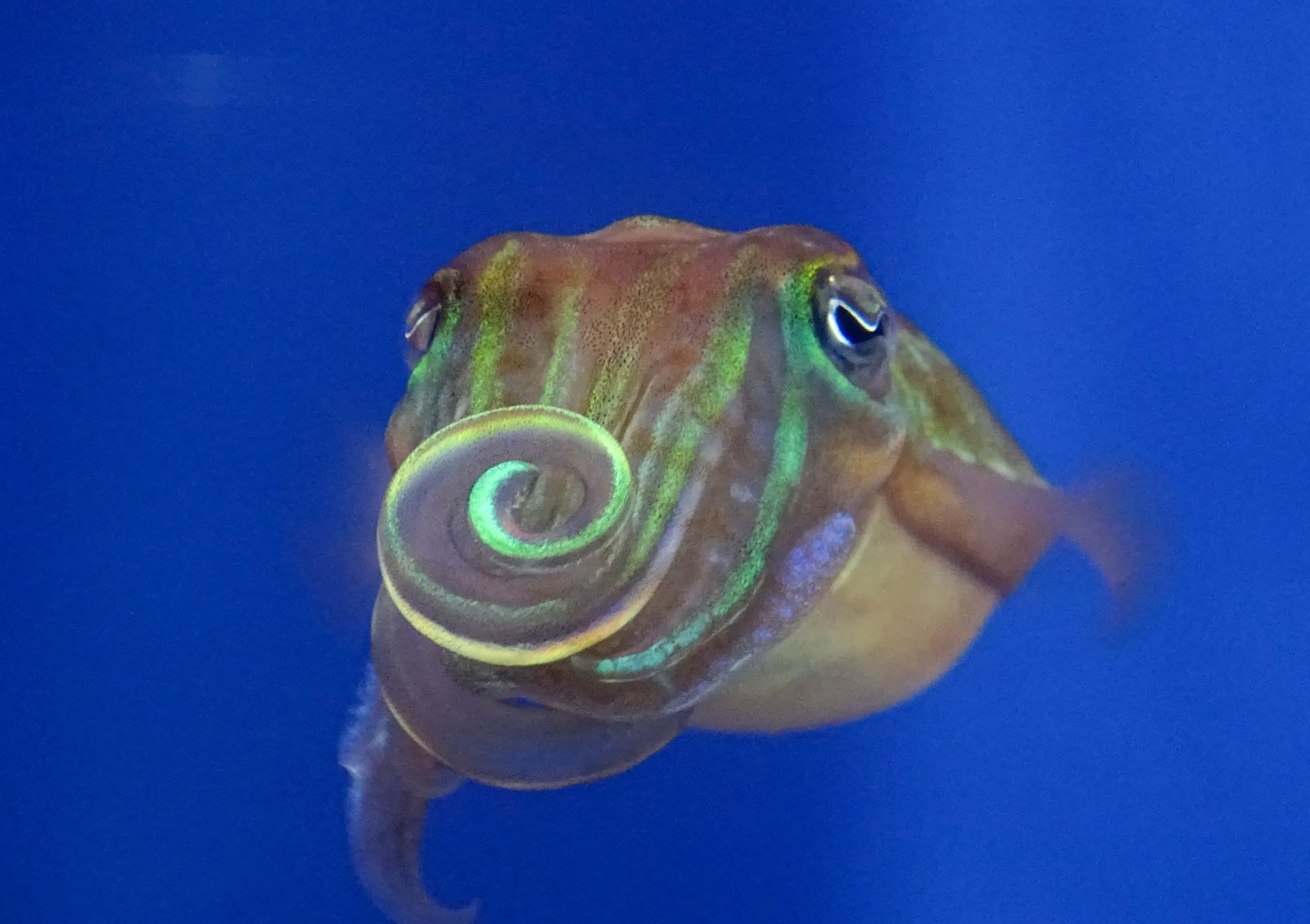 A new way to flirt: Dazzle potential mates with patterns invisible to ...