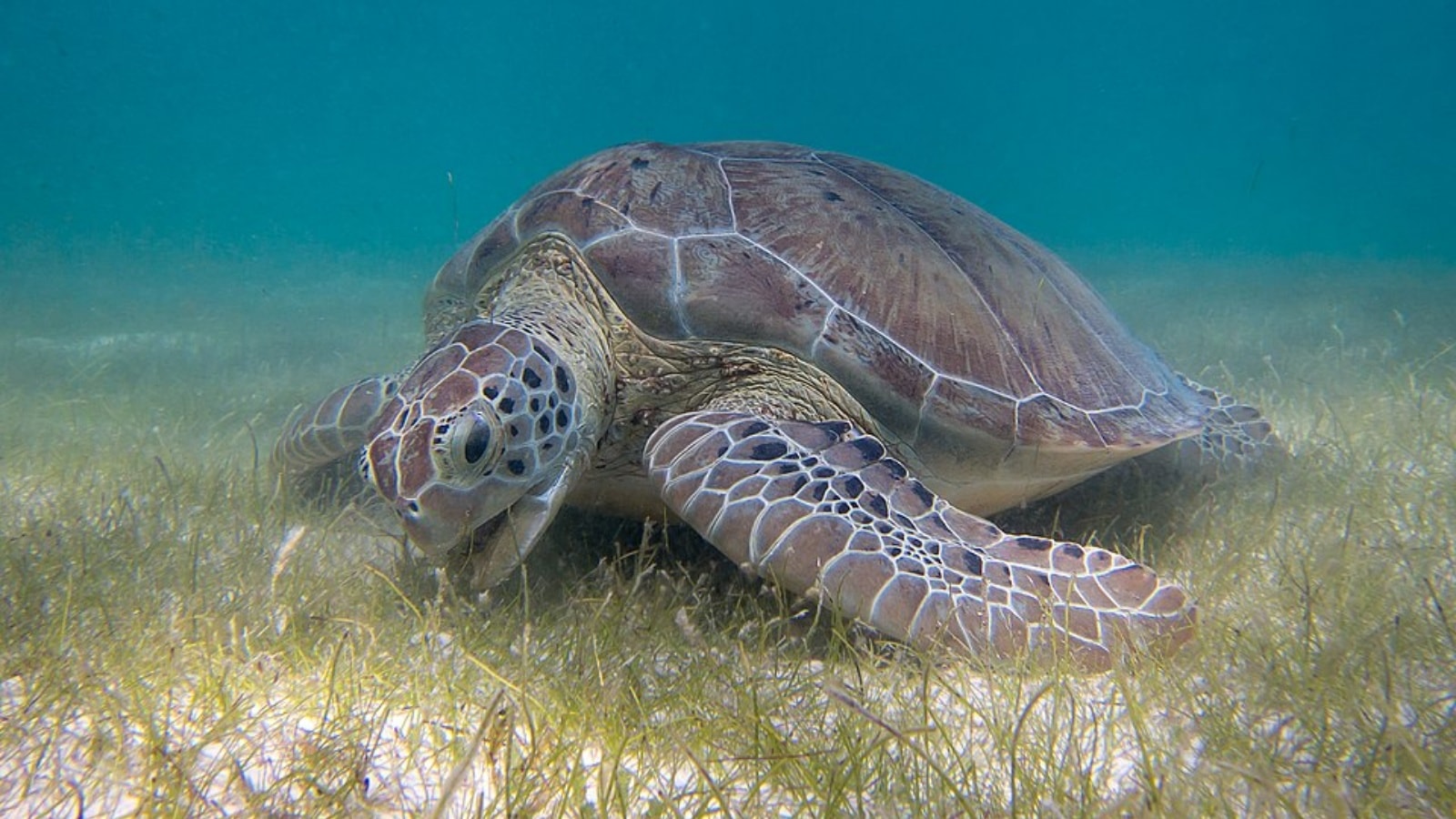 Green sea turtles are no longer endangered