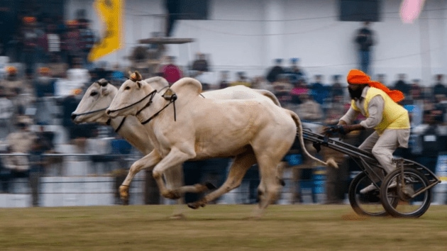 Top 6 animal fairs in India | Lifestyle Gallery News - The Indian Express