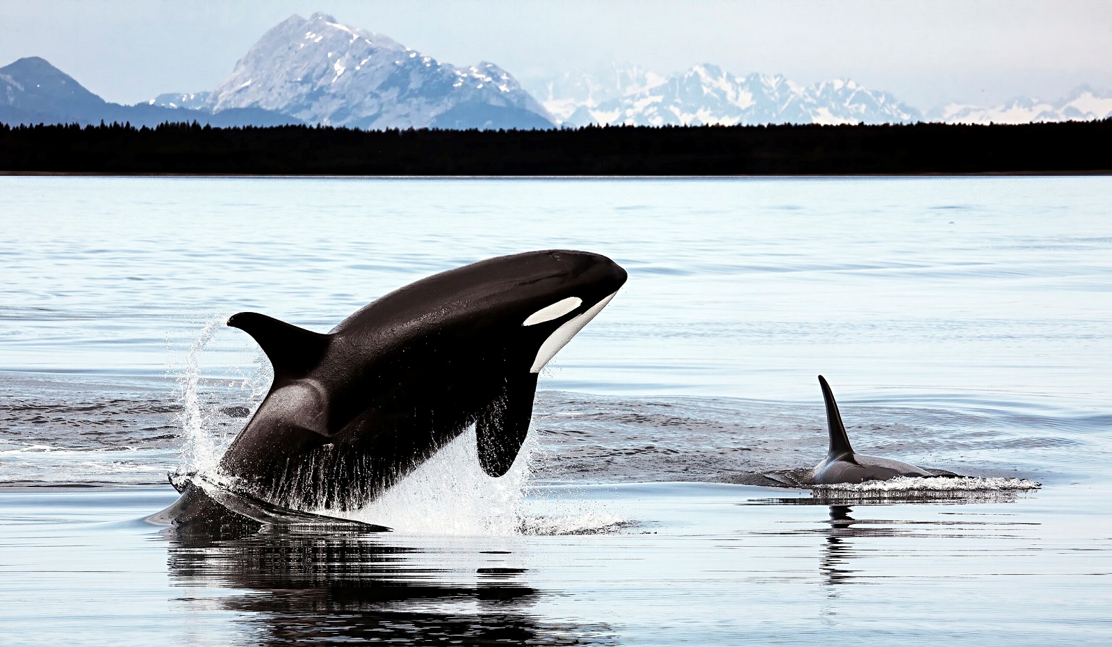 This marine species uses seaweed tools to ‘massage’ each other | Pets ...