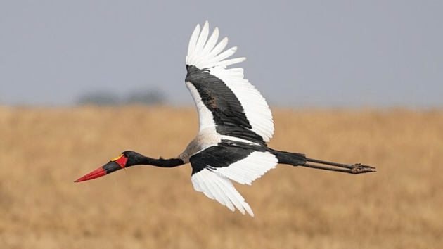 World’s most unique national parks to add to your bucket list ...