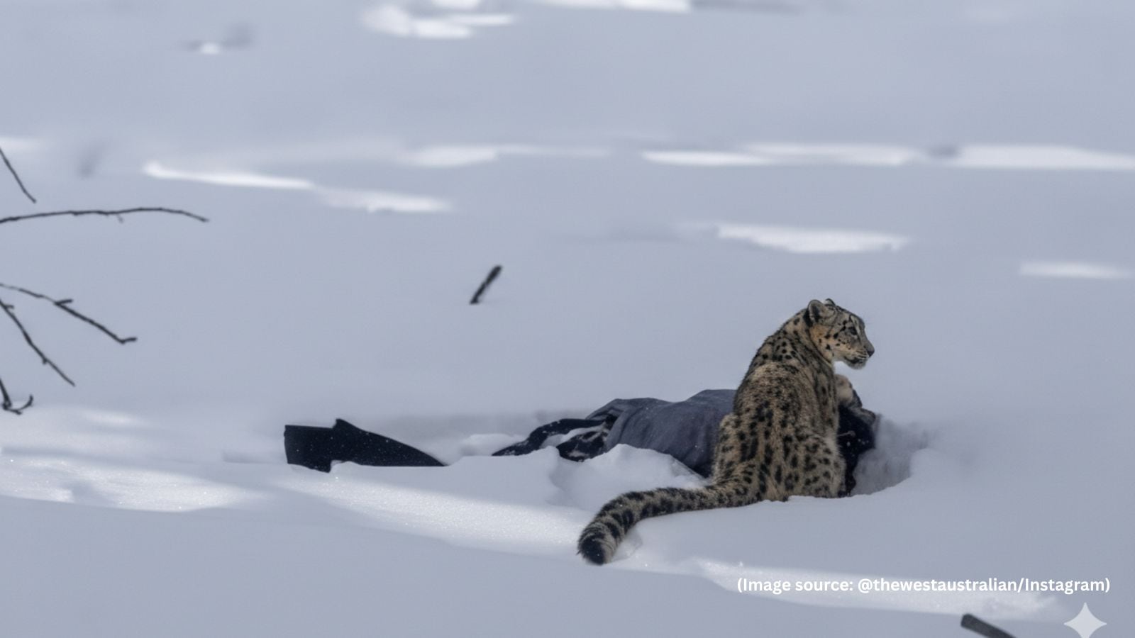 Snow leopard mauls tourist after she gets close to take photo; chilling ...