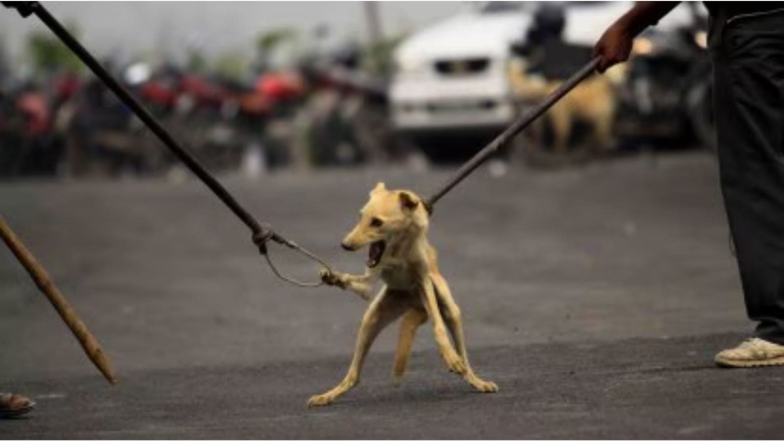 SC shift on stray dogs is welcome — and humane | The Indian Express