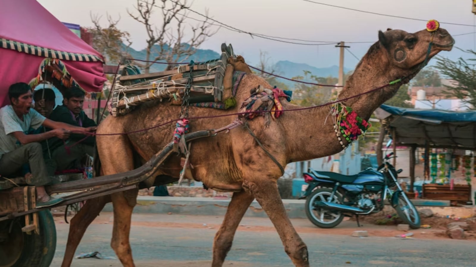 Top 6 animal fairs in India | Lifestyle Gallery News - The Indian Express