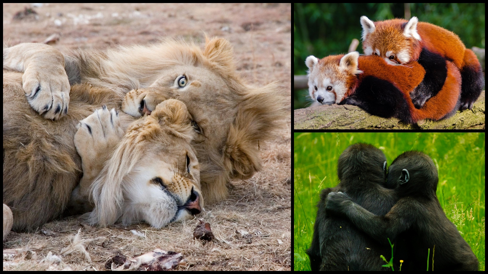 8 animals that hug each other to sleep | Pets-animals News - The Indian ...