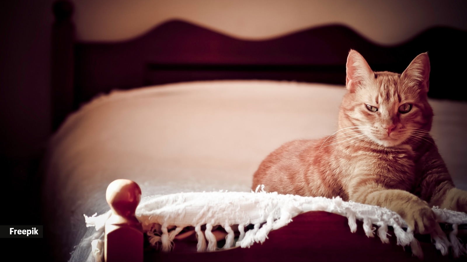 Why do cats act weird at 3 am?