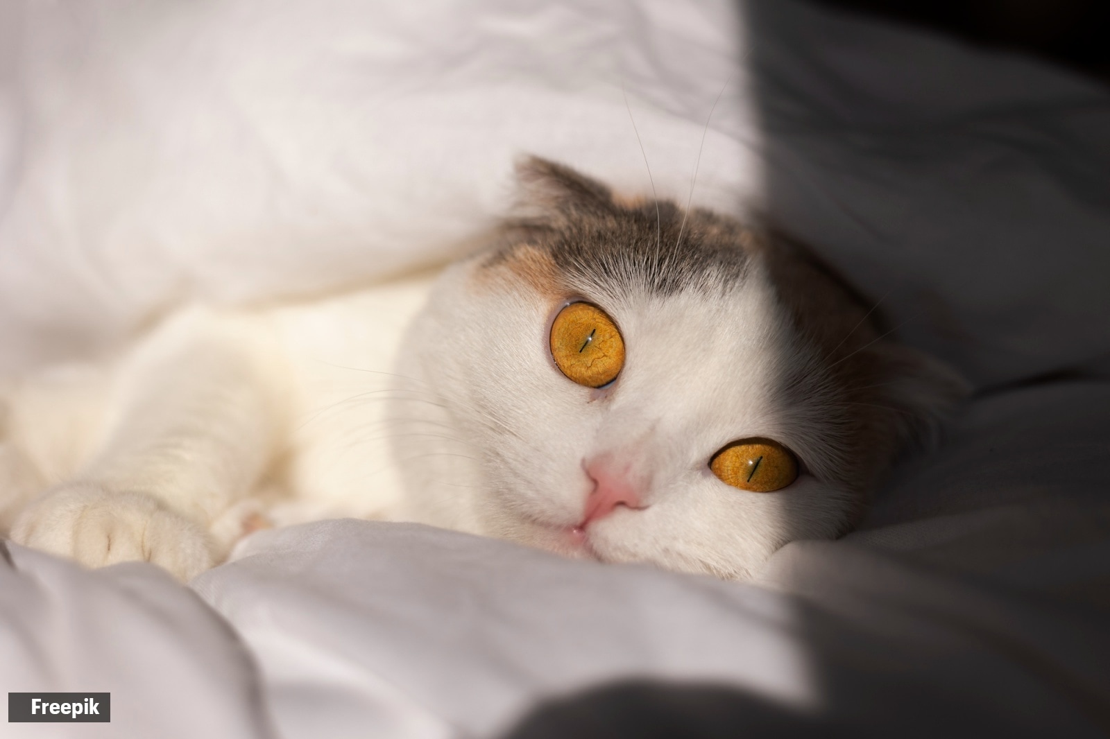 Why do cats act weird at 3 am?