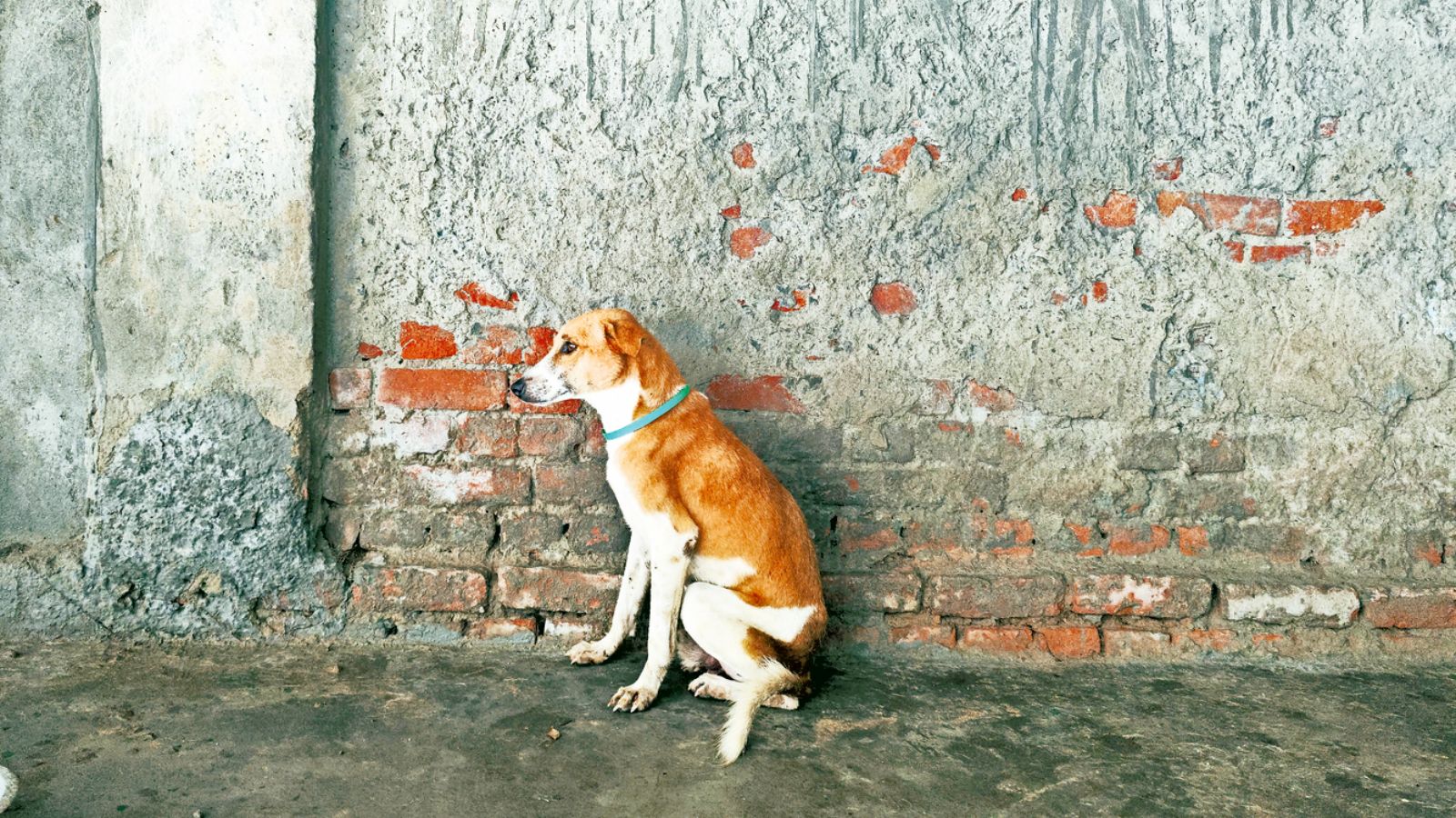 Dogs smell fear in humans, attack those who have been bitten: Supreme ...