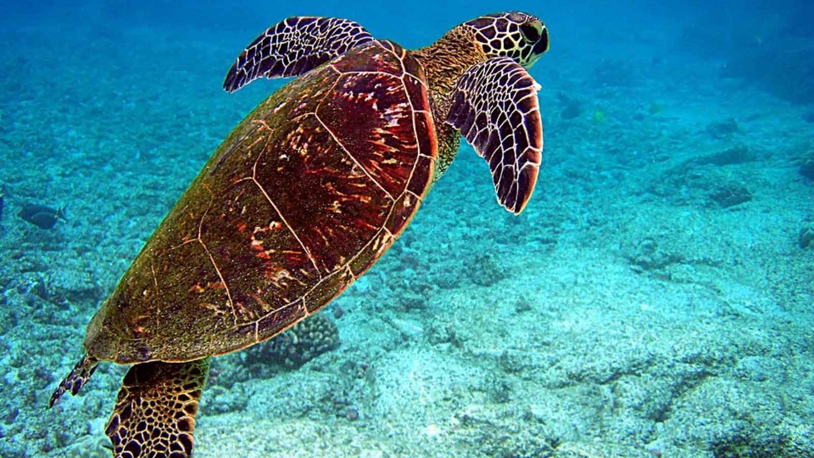 Green sea turtles are no longer endangered
