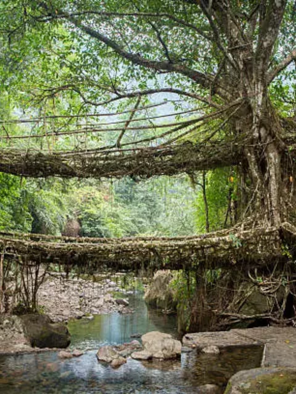 Top eight bridges in India you need to travel to