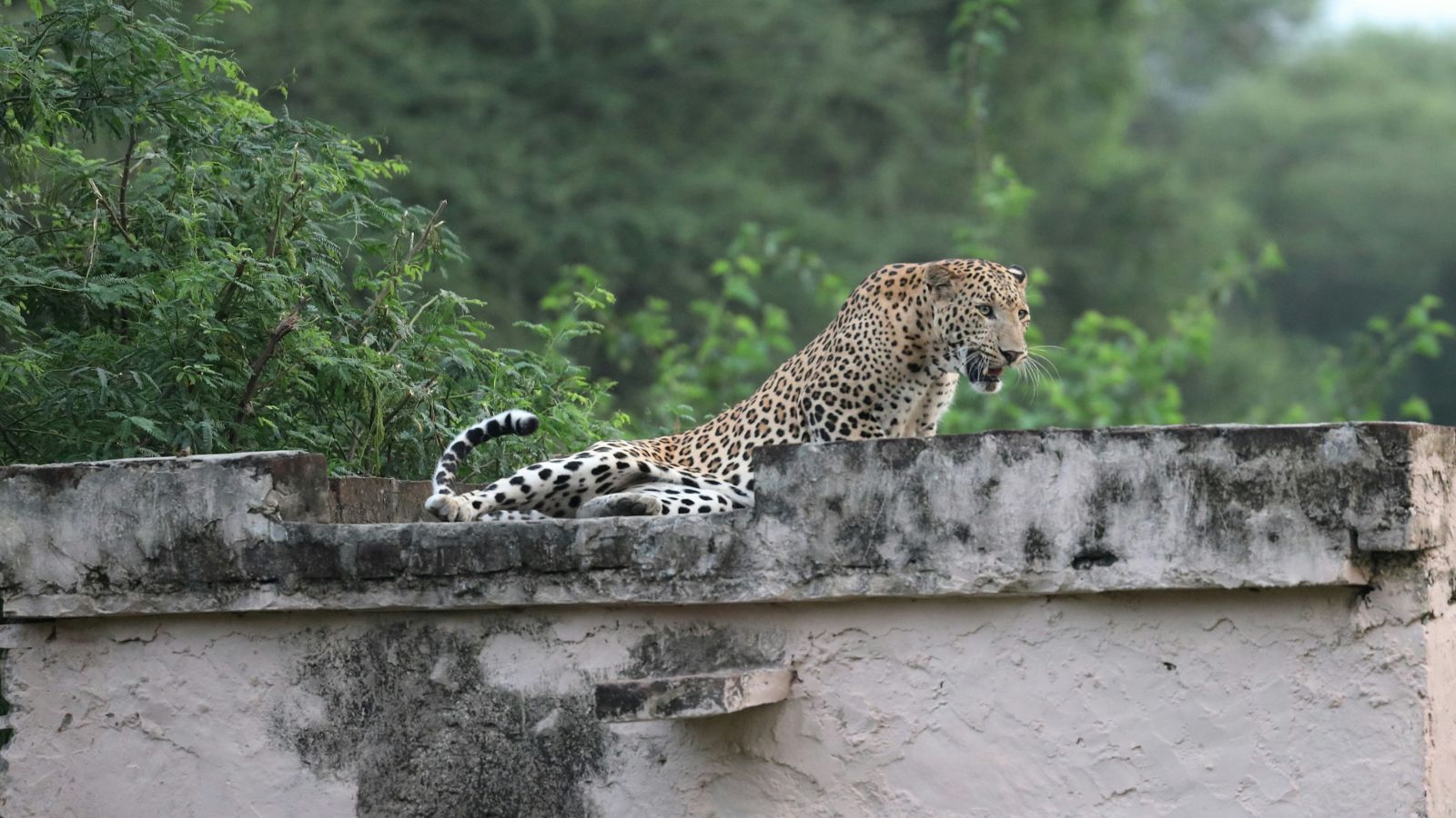Man-leopard conflict prompts Rajasthan government to launch helpline ...