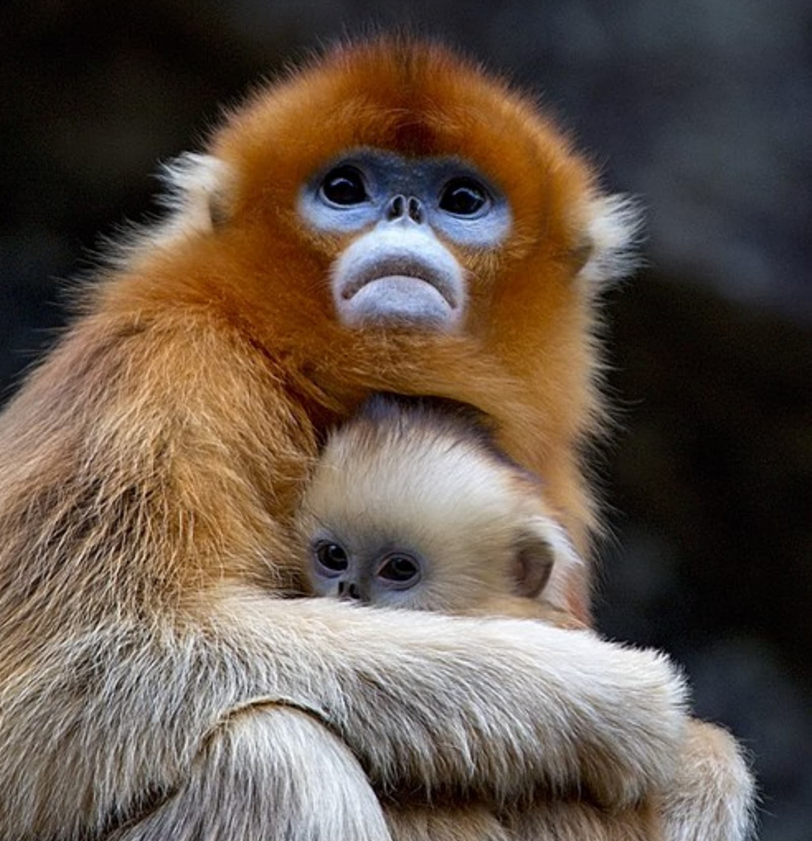 7 monkey species you didn’t know existed | Pets-animals News - The ...