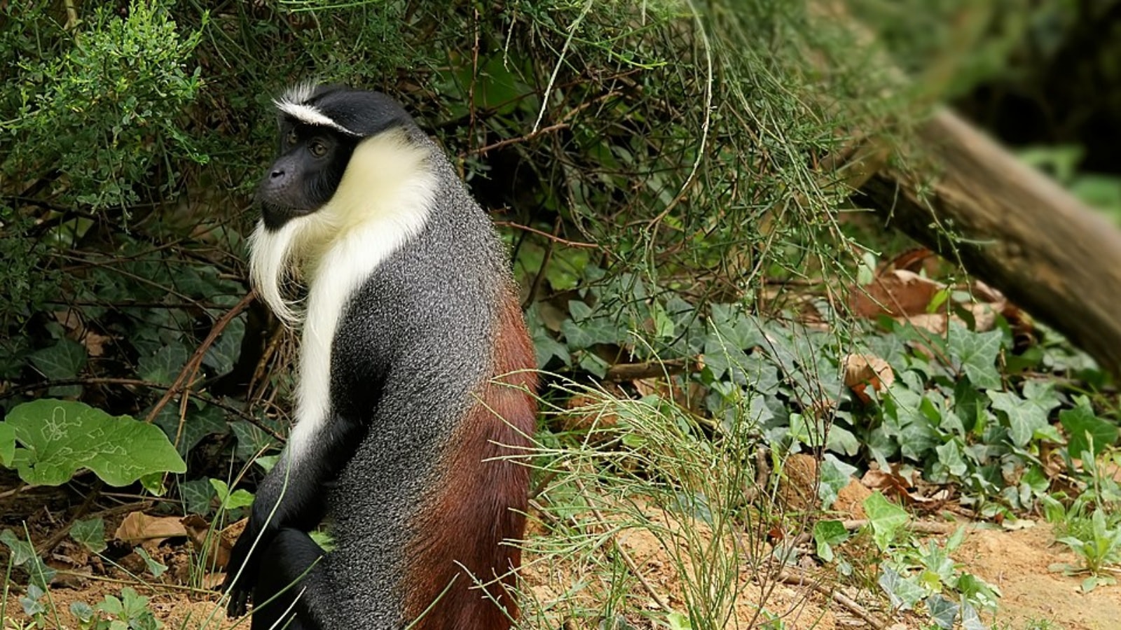 7 monkey species you didn’t know existed | Pets-animals News - The ...