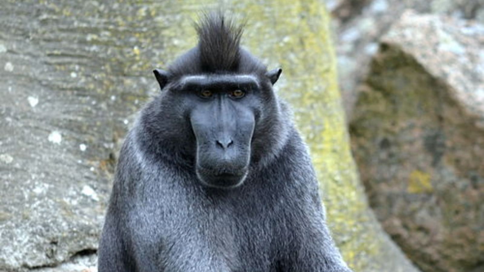 7 monkey species you didn’t know existed | Pets-animals News - The ...