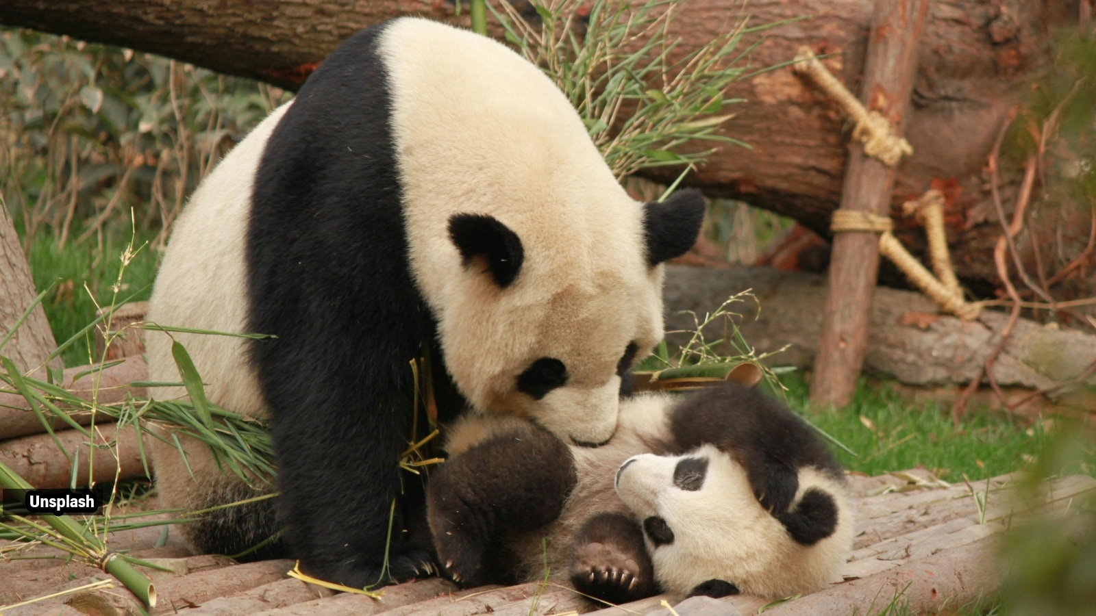 Nature’s most ruthless parents: 6 animals that redefine ‘tough love ...