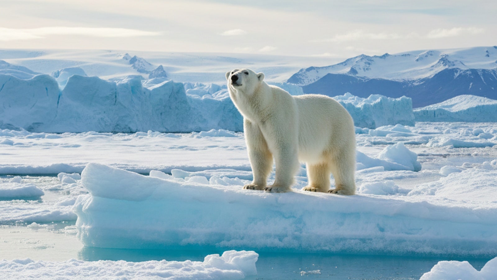Fascinating Secrets of Polar Bears