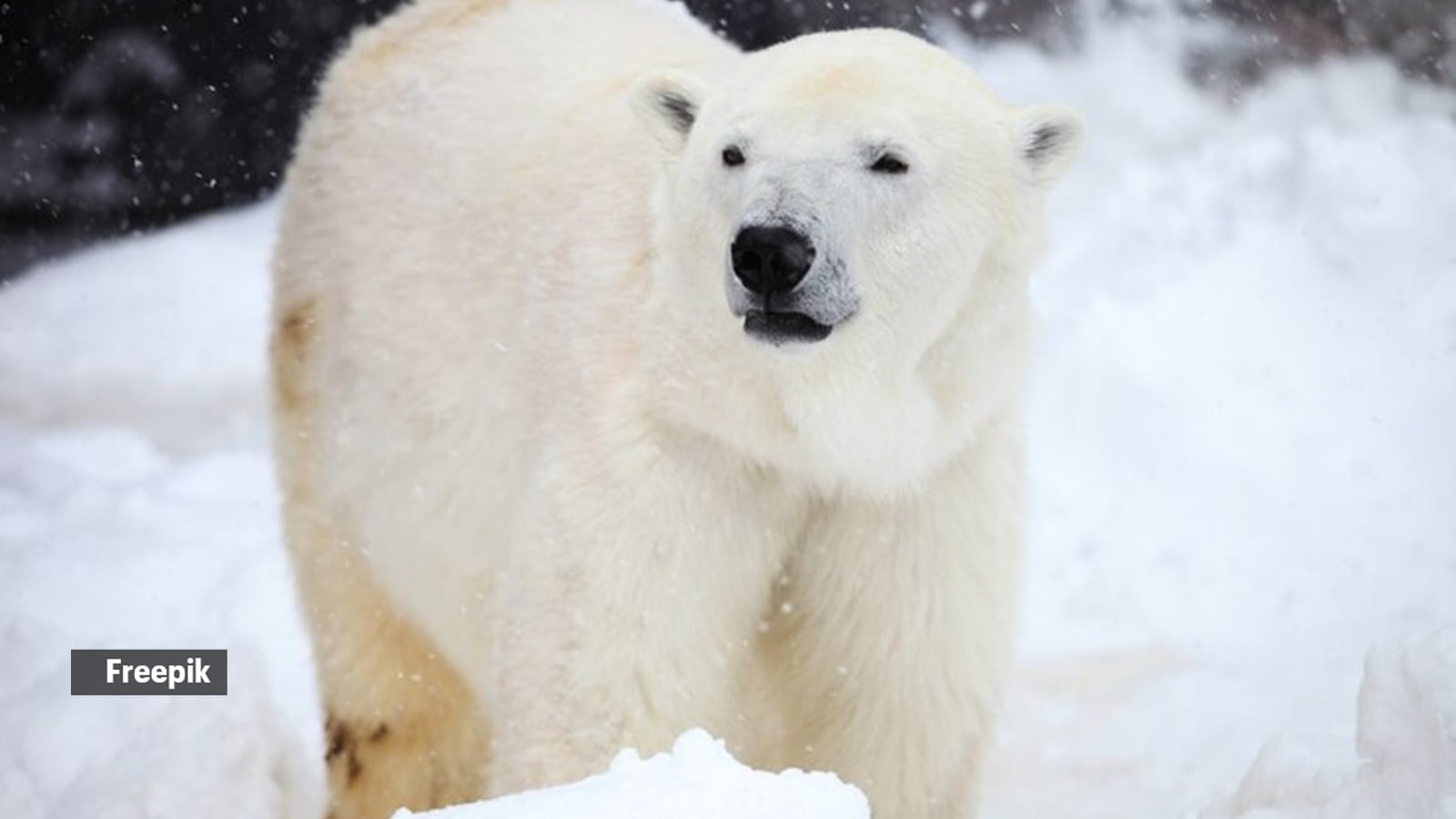 Fascinating Secrets of Polar Bears