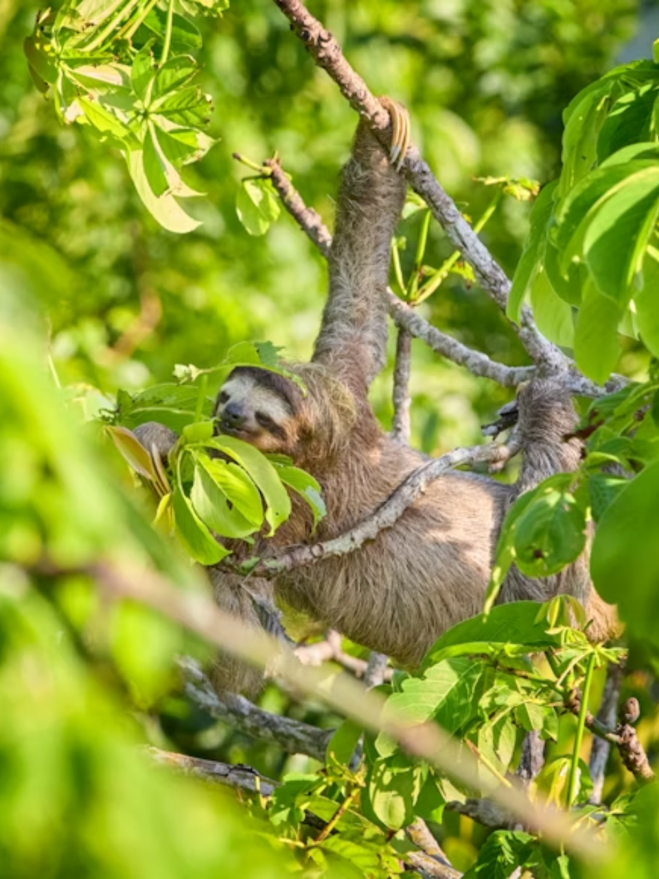 Top 8 slowest animals in the world